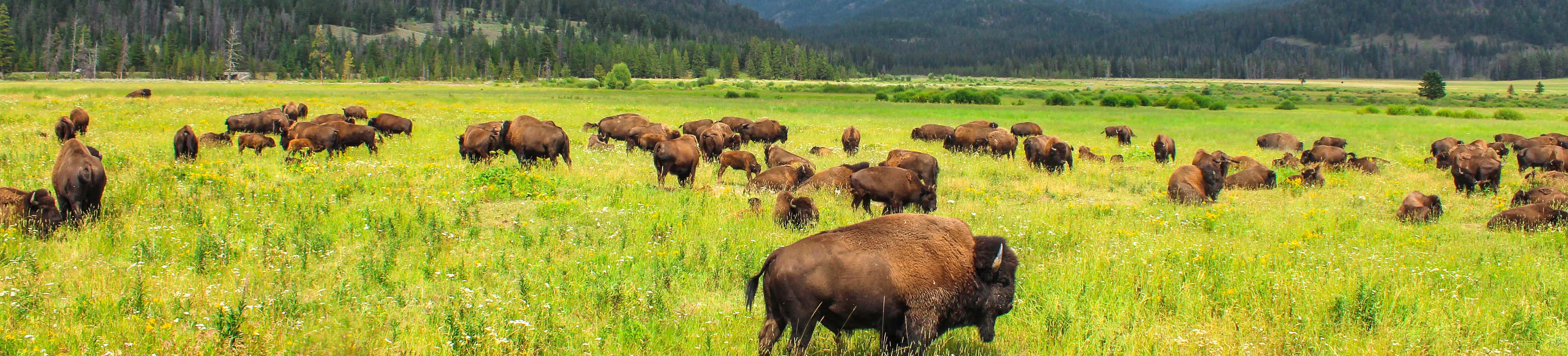 Faune USA : une richesses exceptionnelle aux Etats-Unis | Prestige ...